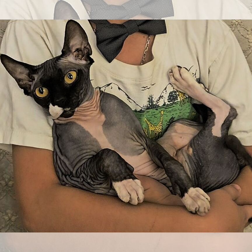 Канадский сфинкс, взрослая кошка