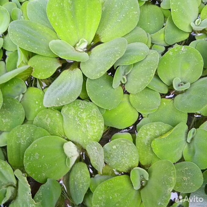 Водные растения (водяной гиацинт, пистия)