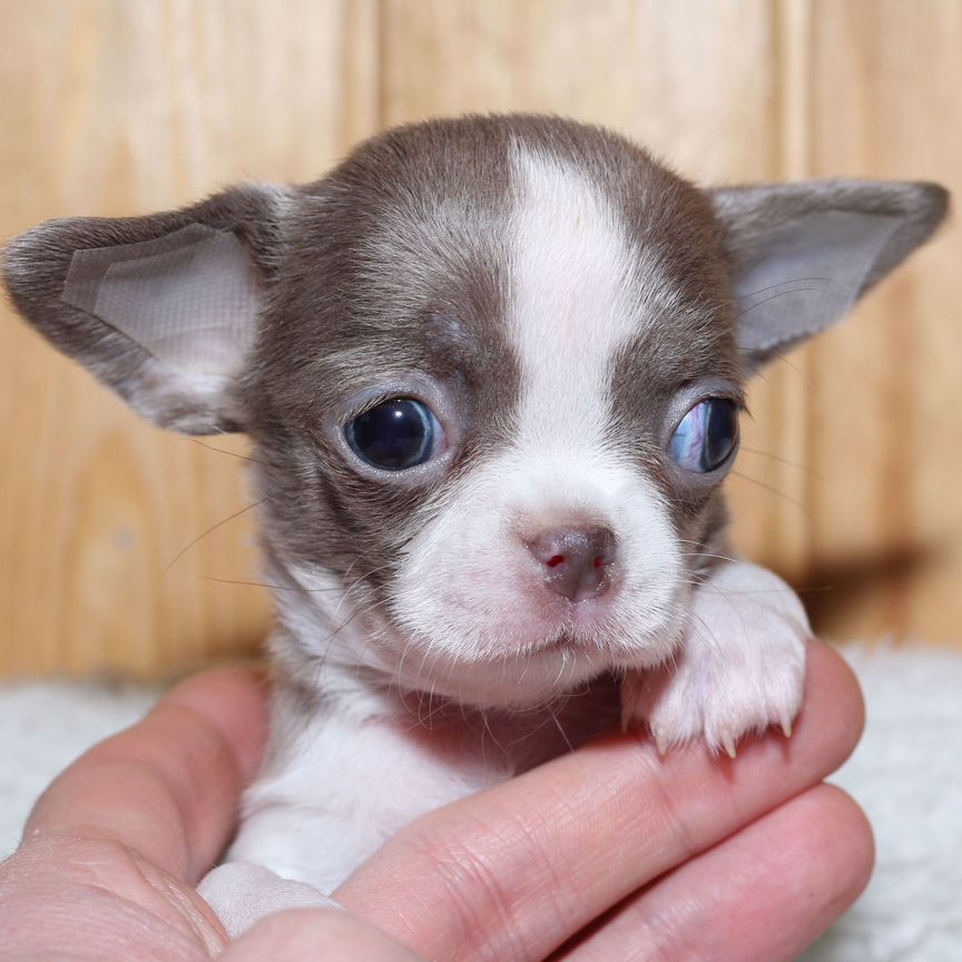 Щенки чихуахуа