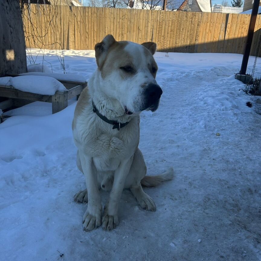 Отдам собаку в добрые руки