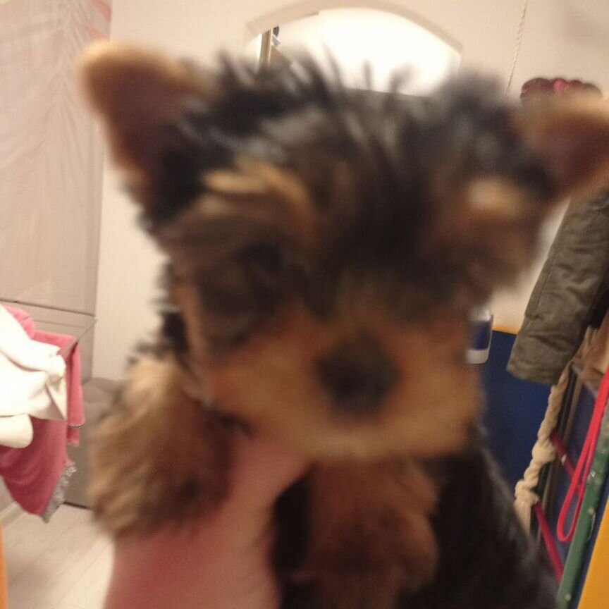 Йоркширский терьер мини беби фейс