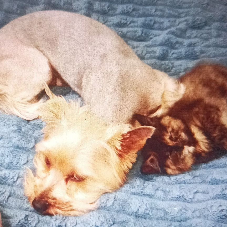 Йоркширский терьер, взрослый пёс