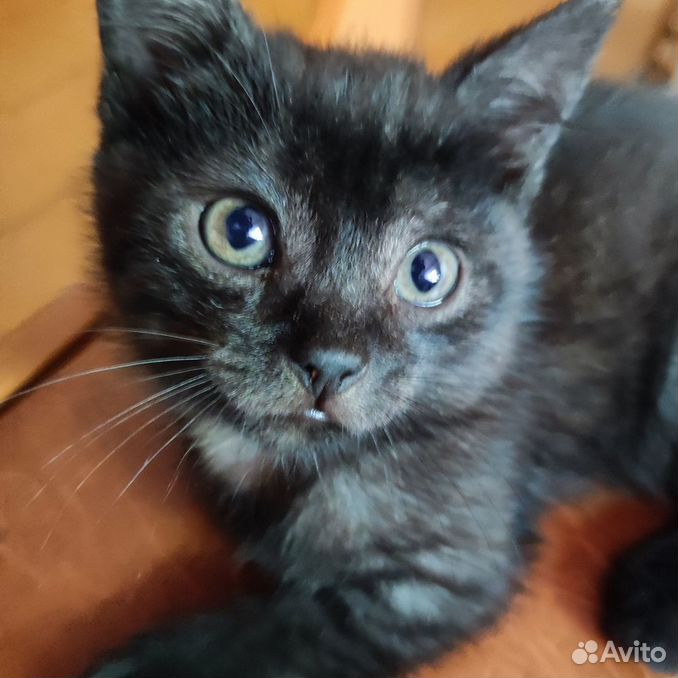 Котëнк мальчик 2 мес