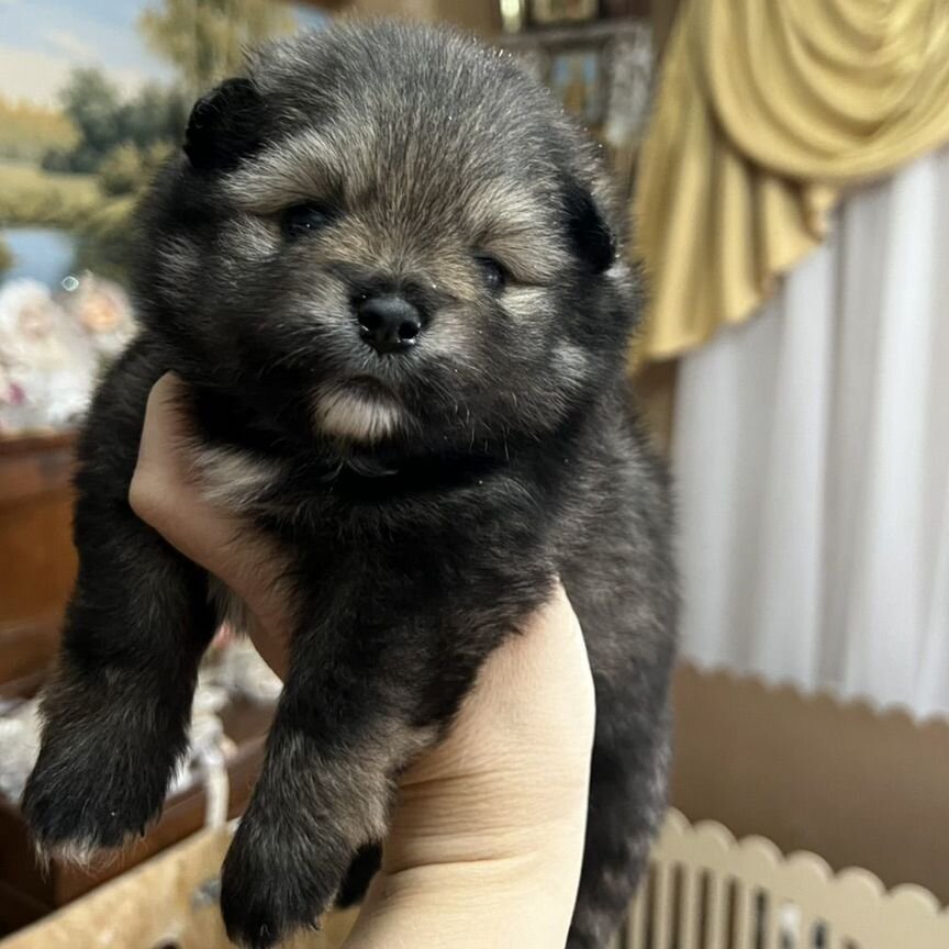 Померанский шпиц, щенок