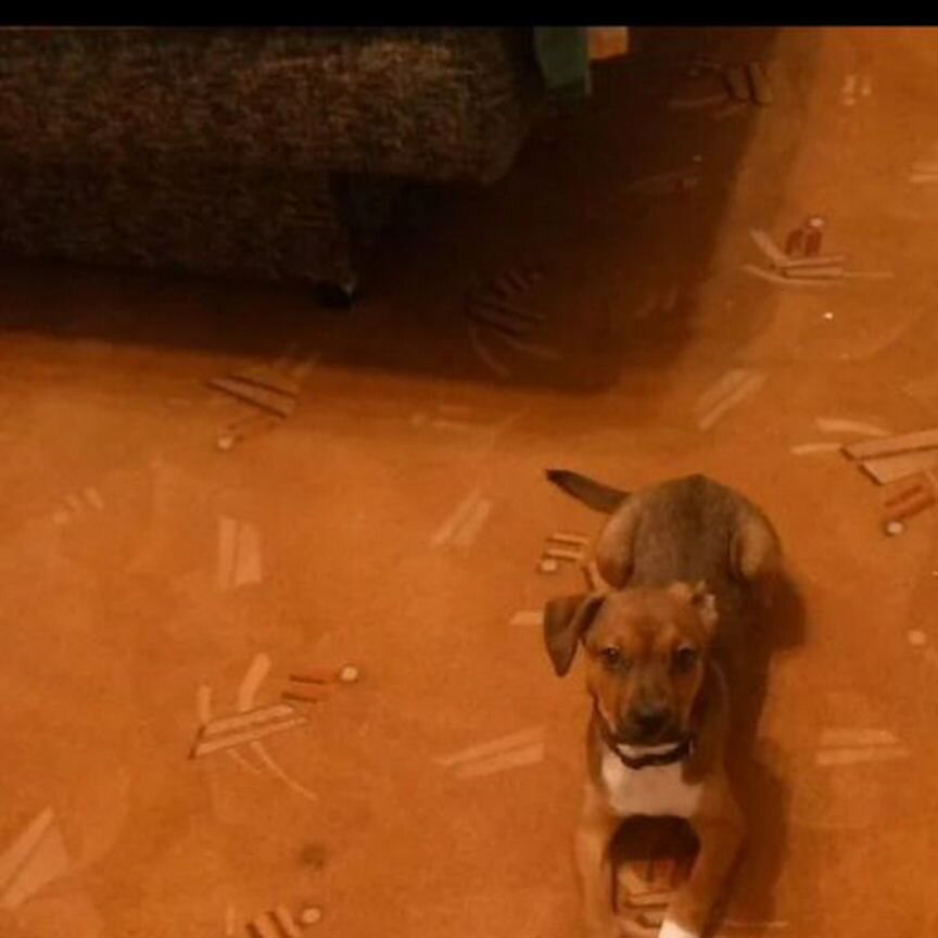 Собака в добрые руки