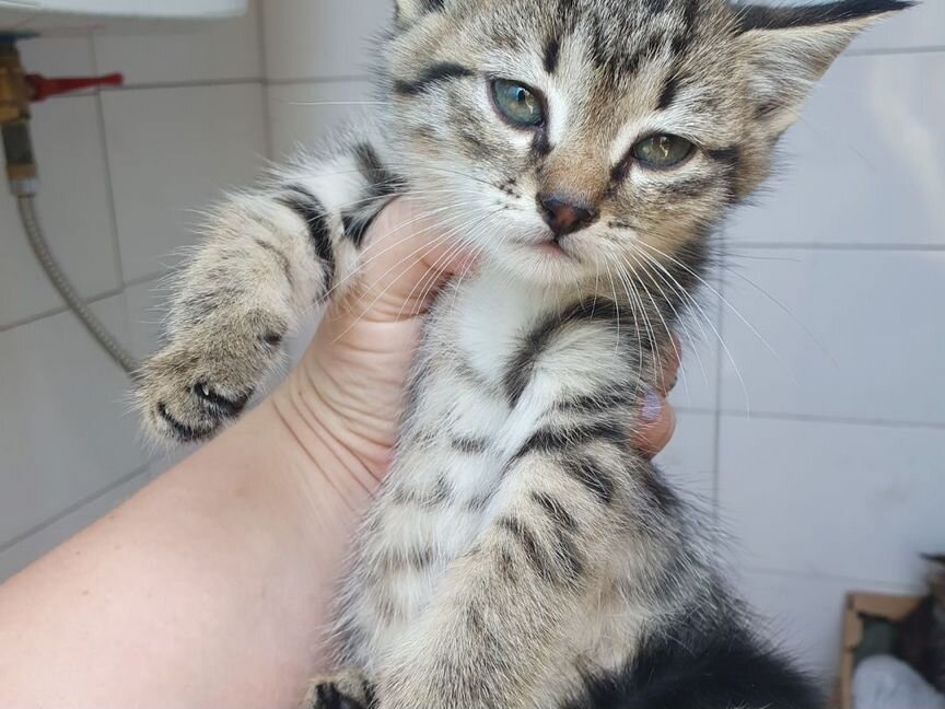 Котята бесплатно