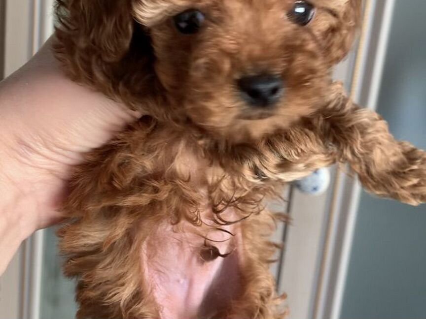 Той-пудель мальчик