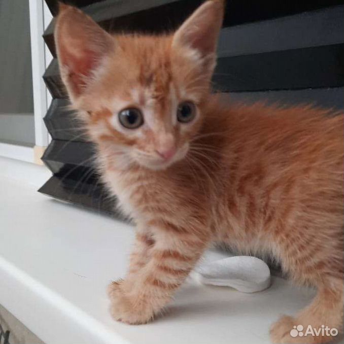 Наглая рыжая морда