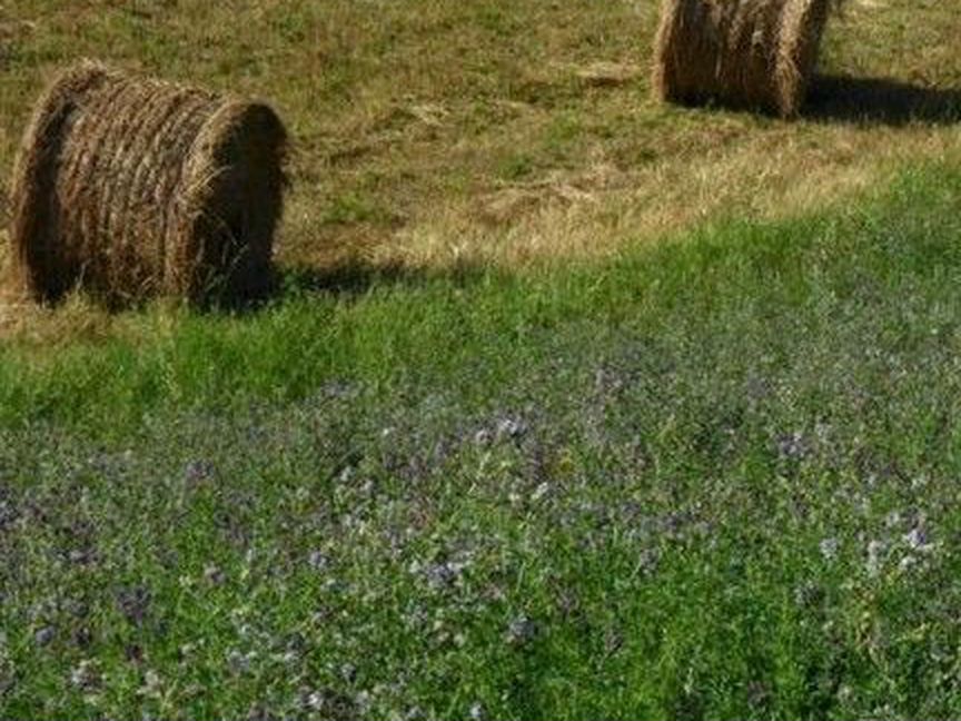 Сено люцерны в рулонах