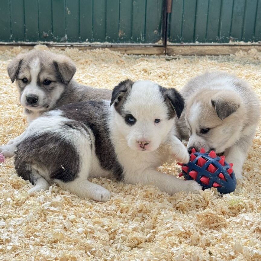 Щенок в добрые руки