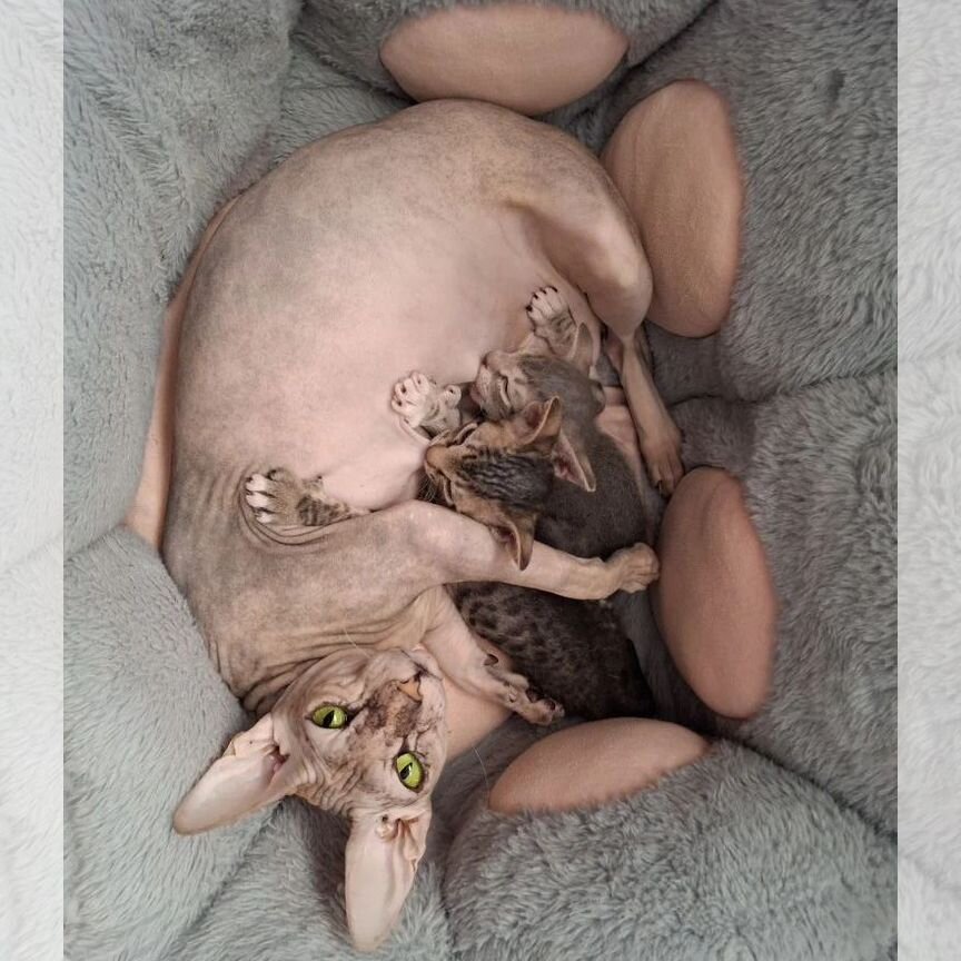 Донской сфинкс котёнок