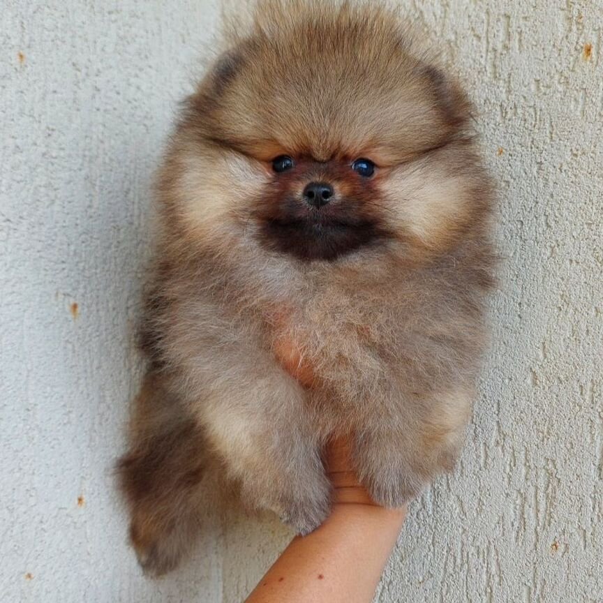 Померанский шпиц мини мальчик