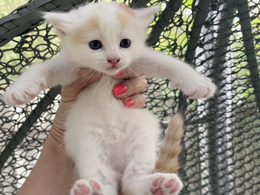 Котятки в добрые руки