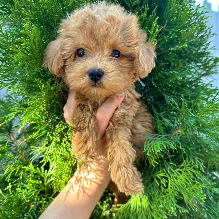 Мальтипу огненная малышка