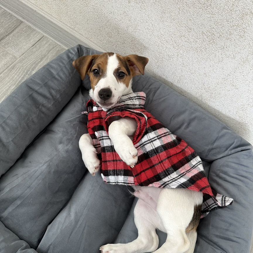 Щенок Джек Рассел терьер