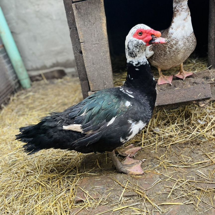 Пара уточек самец и самка