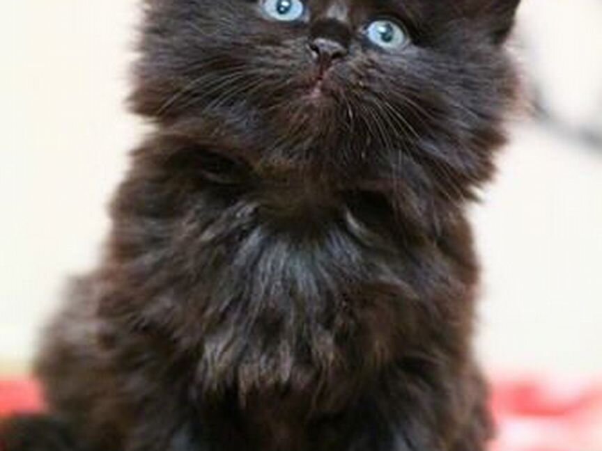 Сибирская девочка