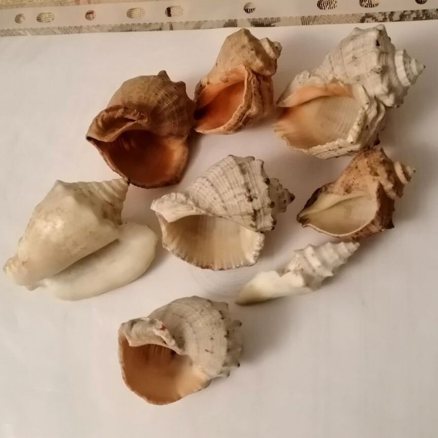 Ракушки для аквариума. Бронь