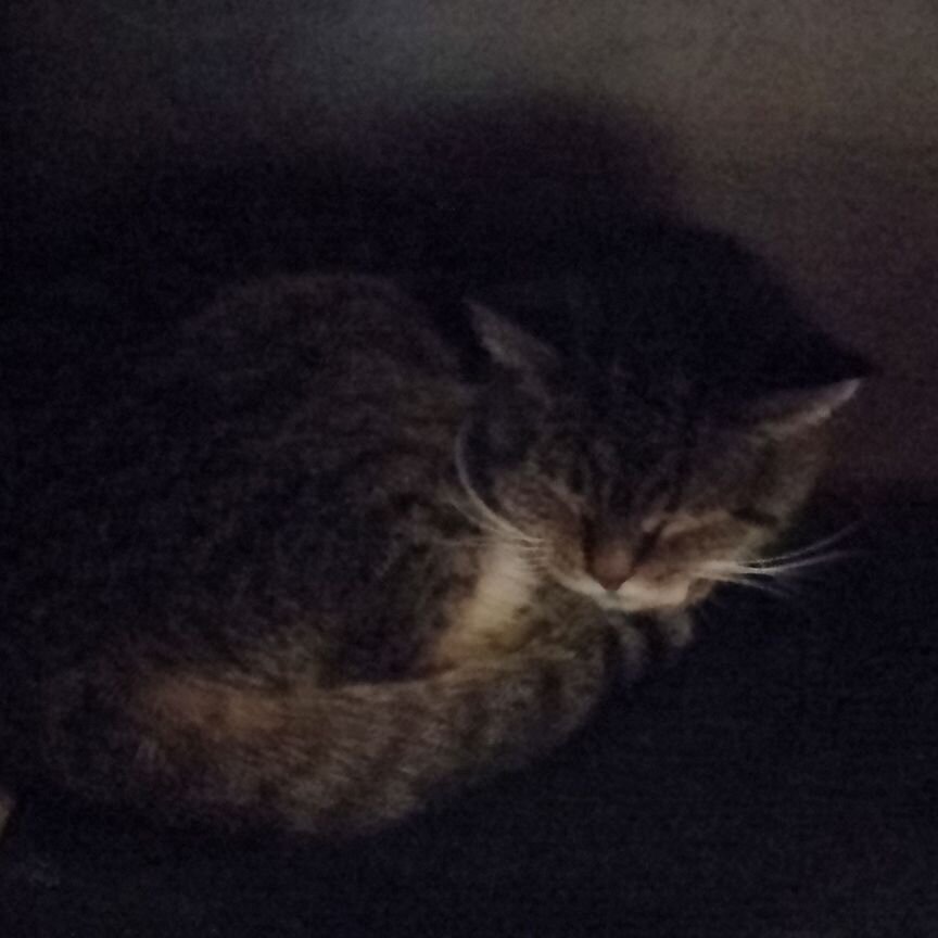 Отдам кошку с "приданным" в терпеливые руки