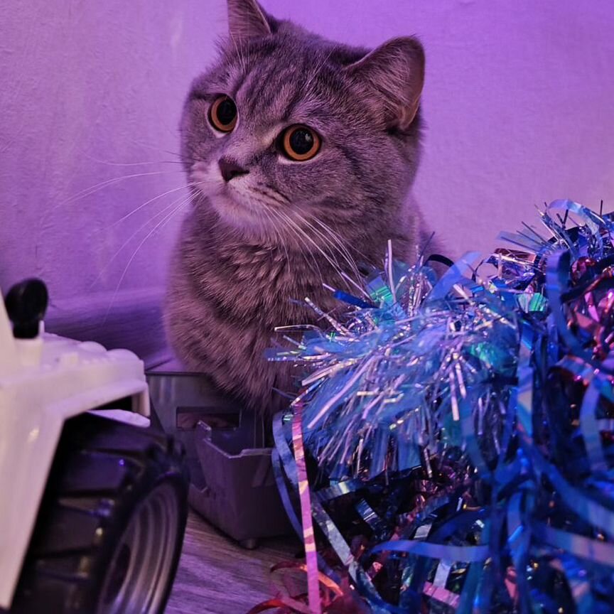 Шотландская прямоухая короткошёрстная, взрослая кошка