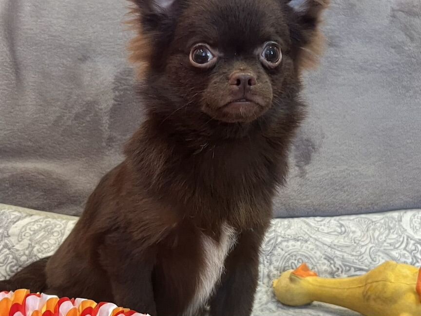 Чихуахуа шоколадный барни