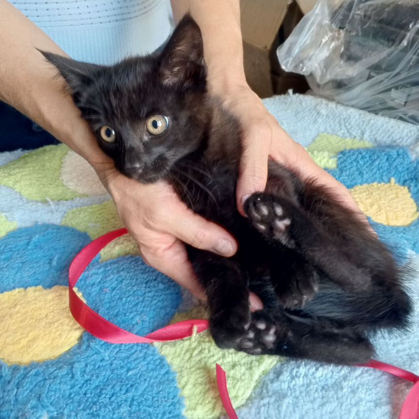 Котята
