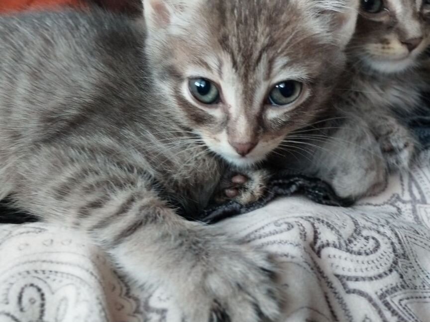 Кошка в дар