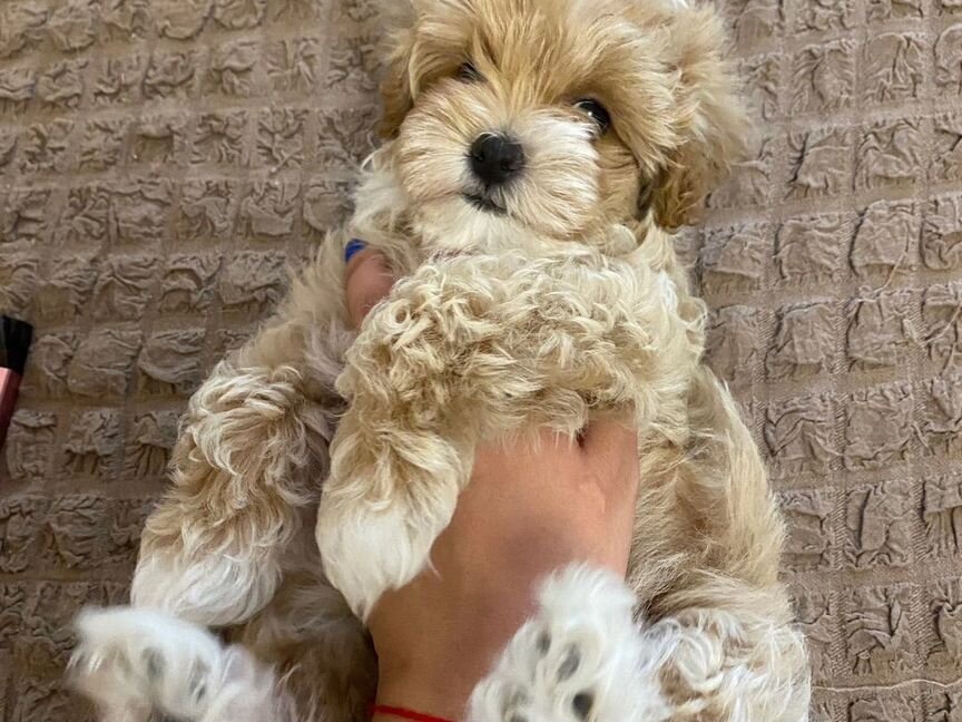 Мальтипу f1 мини