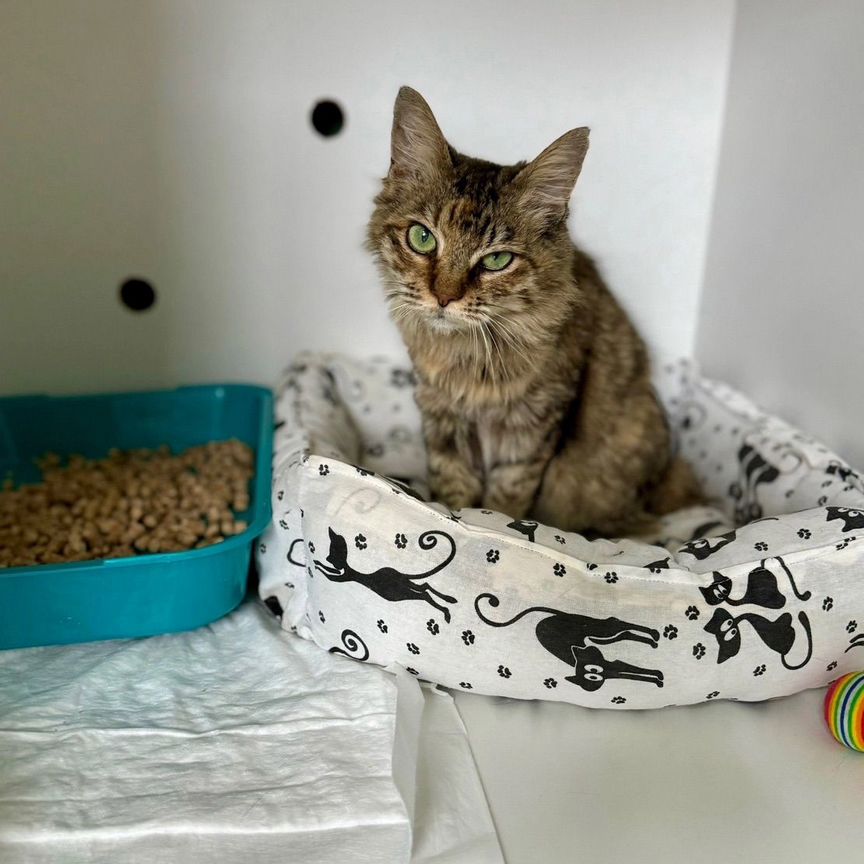 Кошечке нужен дом и семья