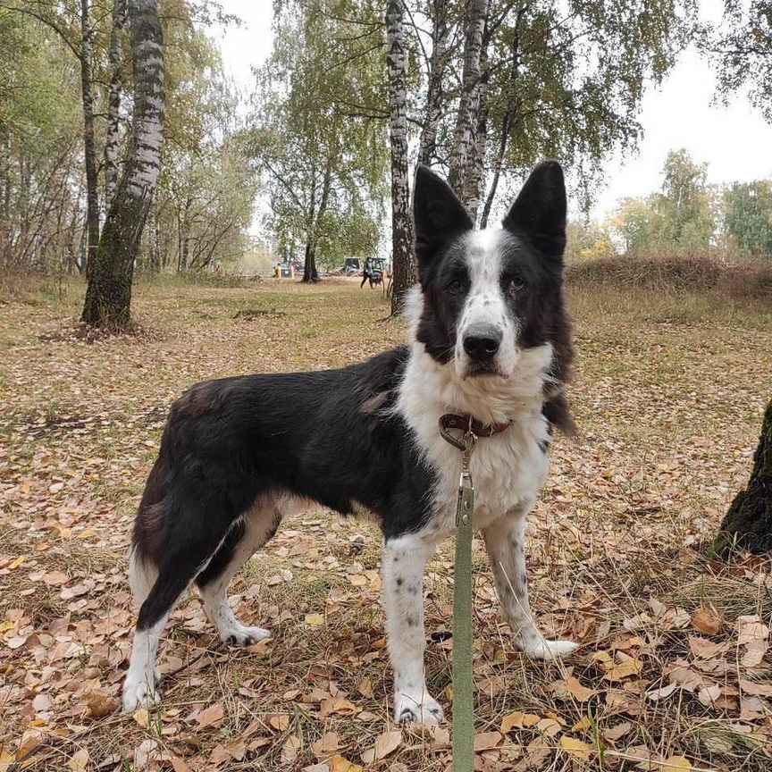 Алтай- надежный пес из приюта