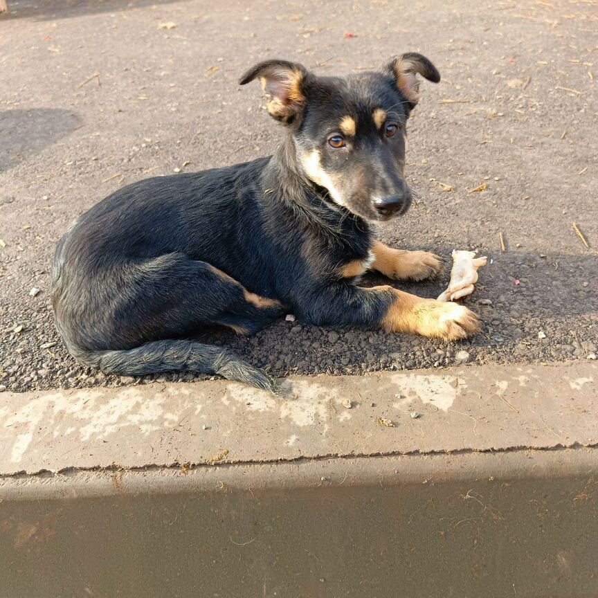 Щенки в поисках любящих хозяев
