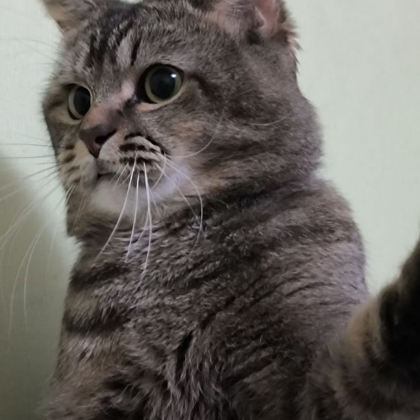 Кот для вязки