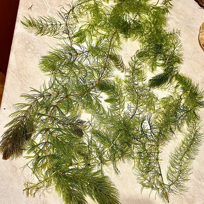 Роголистник в аквариум