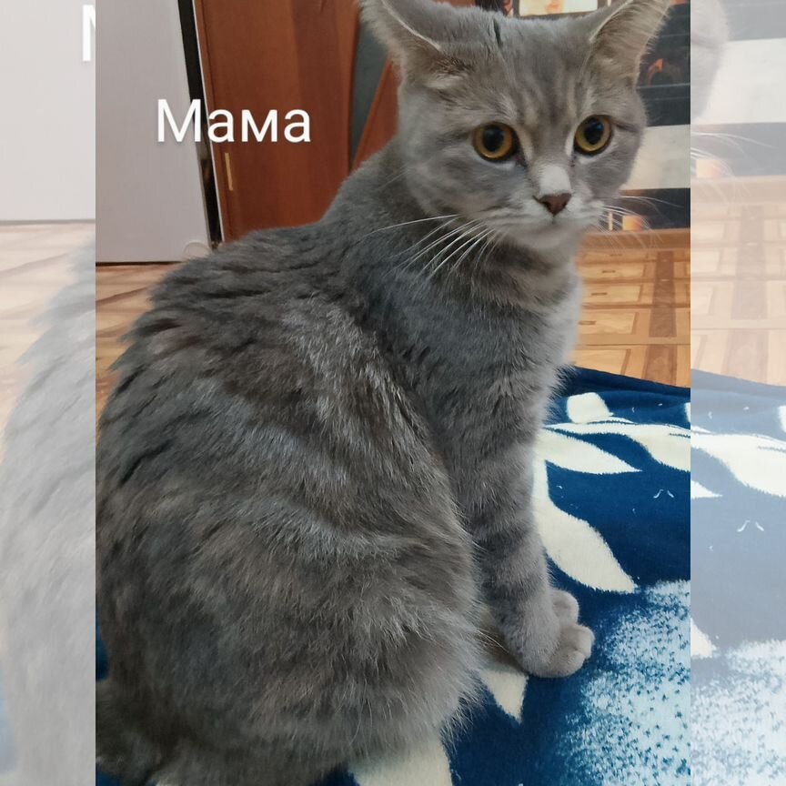Котята в добрые руки бесплатно