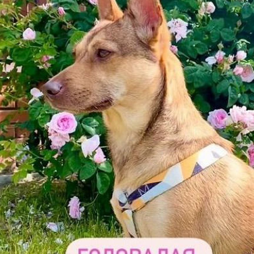 Миниатюрная собачка
