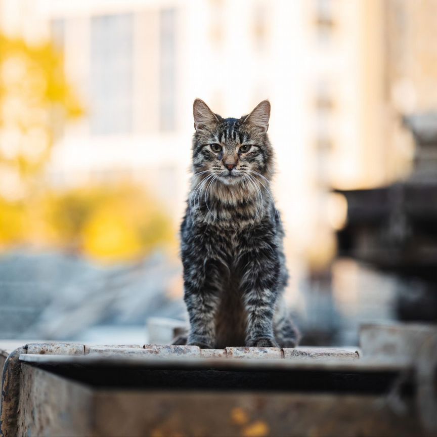 Кот в добрые руки