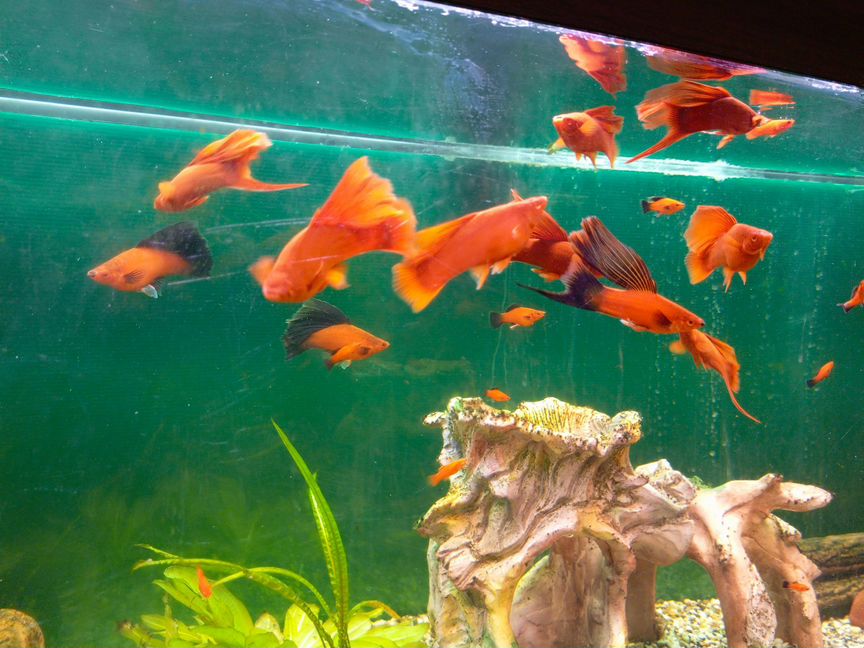 Меченосцы рубиновые флаговые, берлинские - оптом