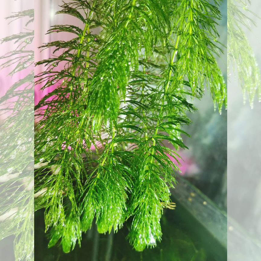 Роголистник в аквариум