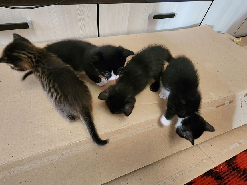 Котята в добрые руки