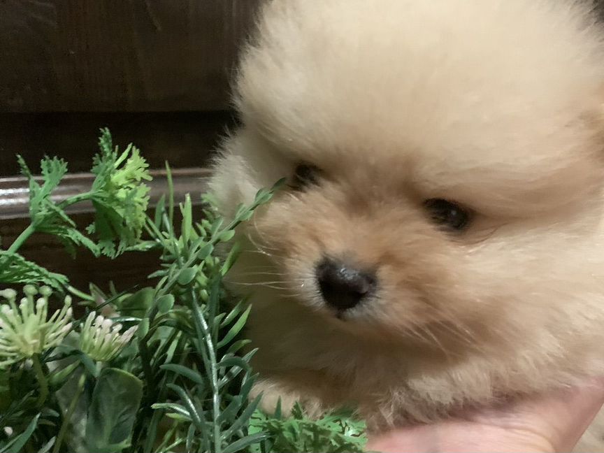 Шпиц в померанском типе