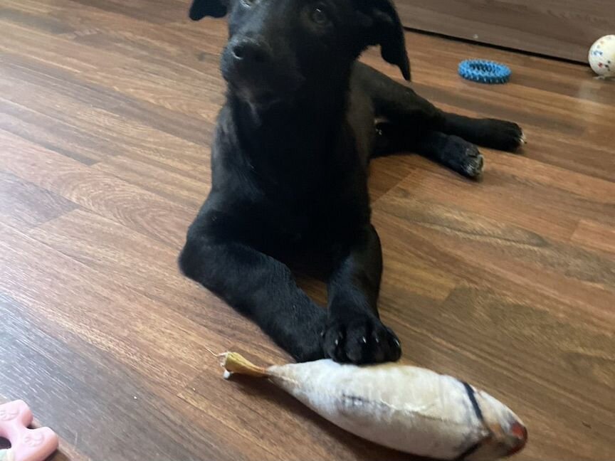 Бесплатно щенки, девочки 2.5 мес