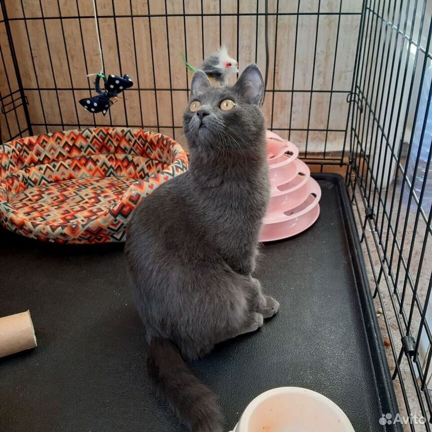 Плюшевый спасенный пацан с добрым нравом