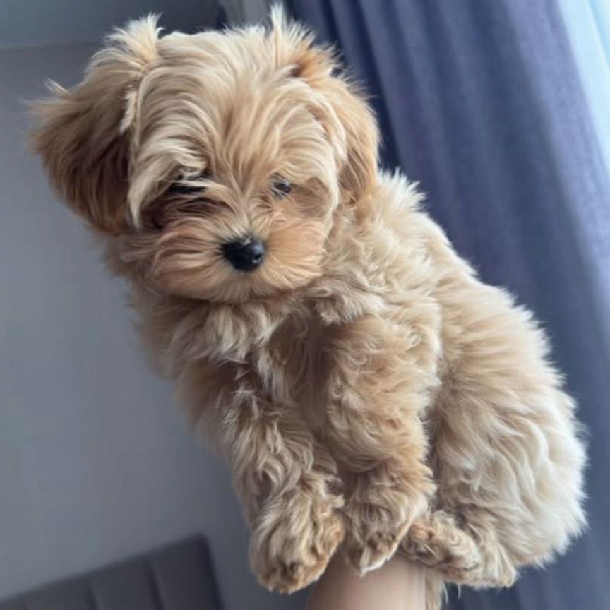 Мальтипу, щенок