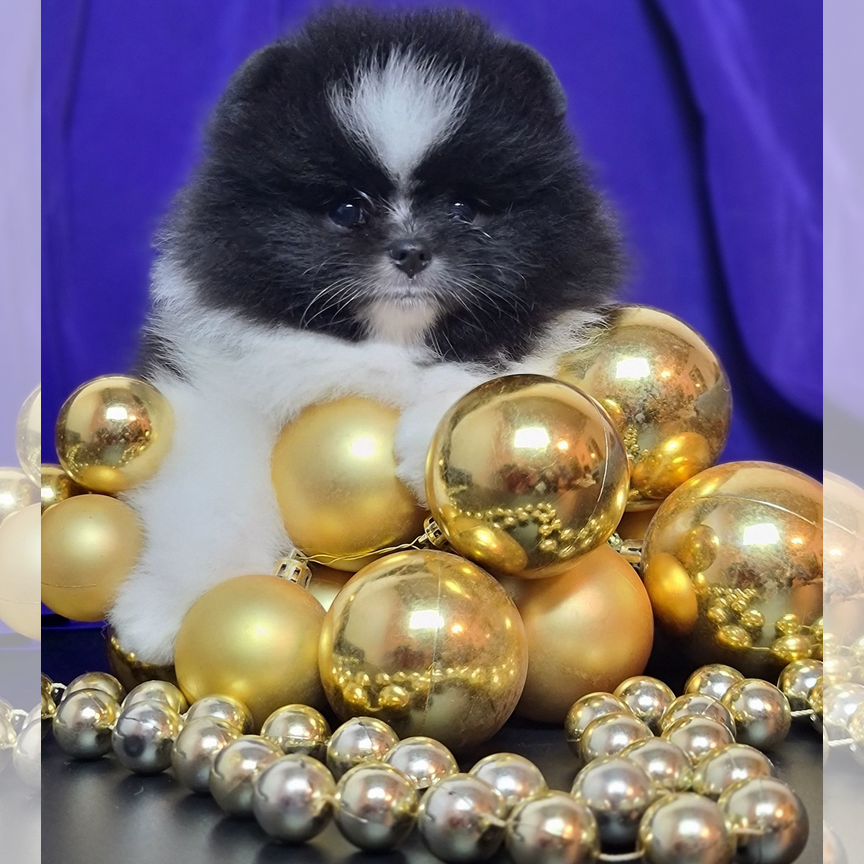 Померанский шпиц, щенок