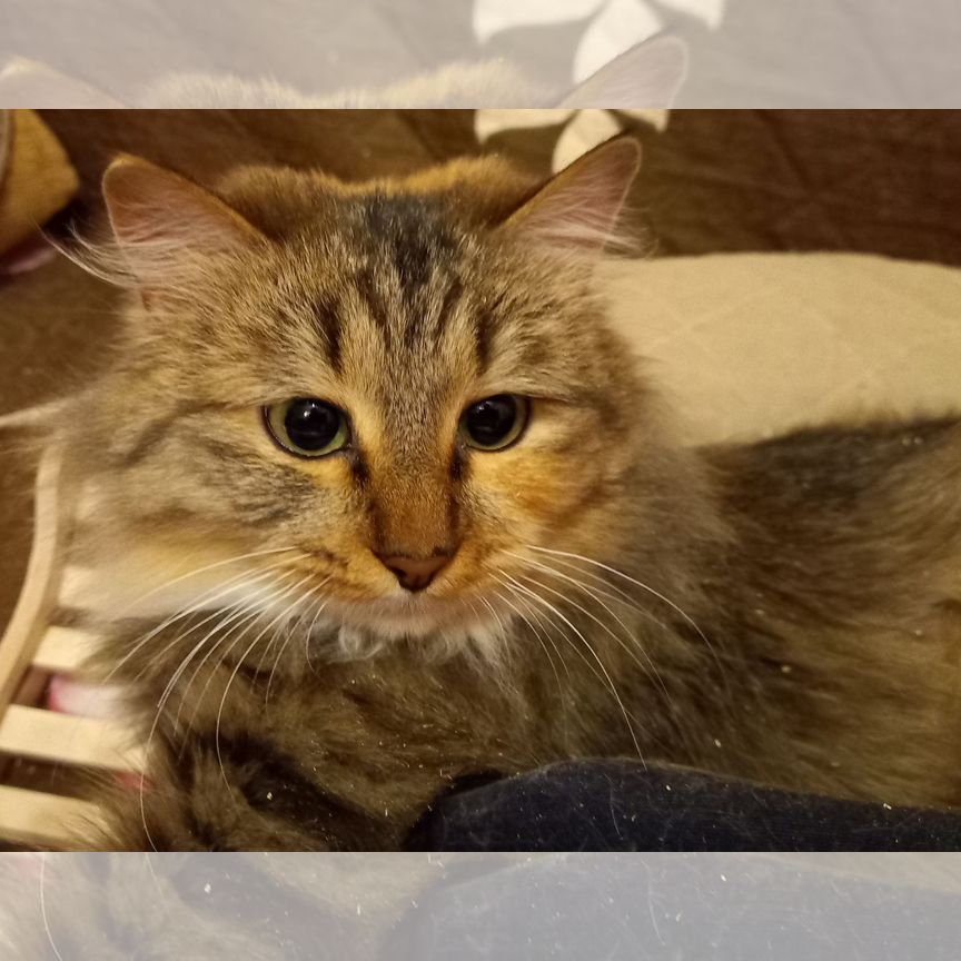 Взрослая, Девочка кошка в добрые руки