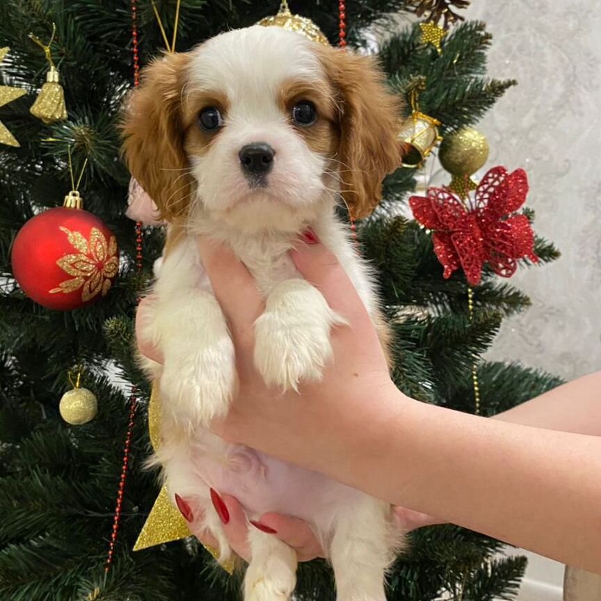 Кавалер кинг-чарльз-спаниель, щенок