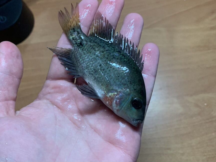 Аквариумные рыбки