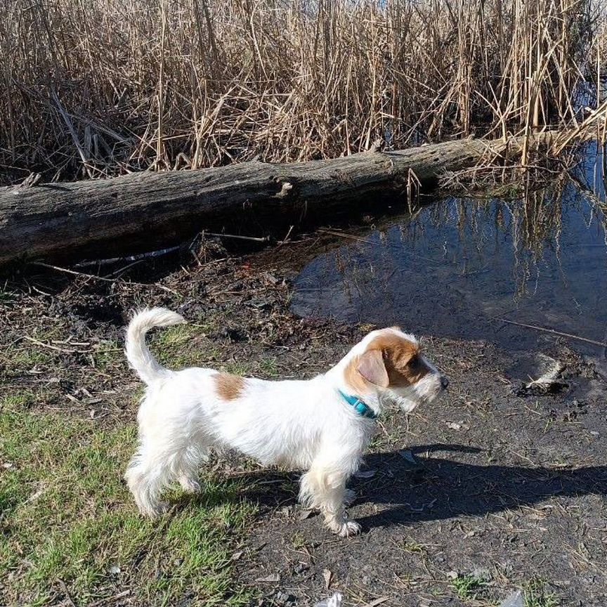 Сука джек рассел РКФ 2 года