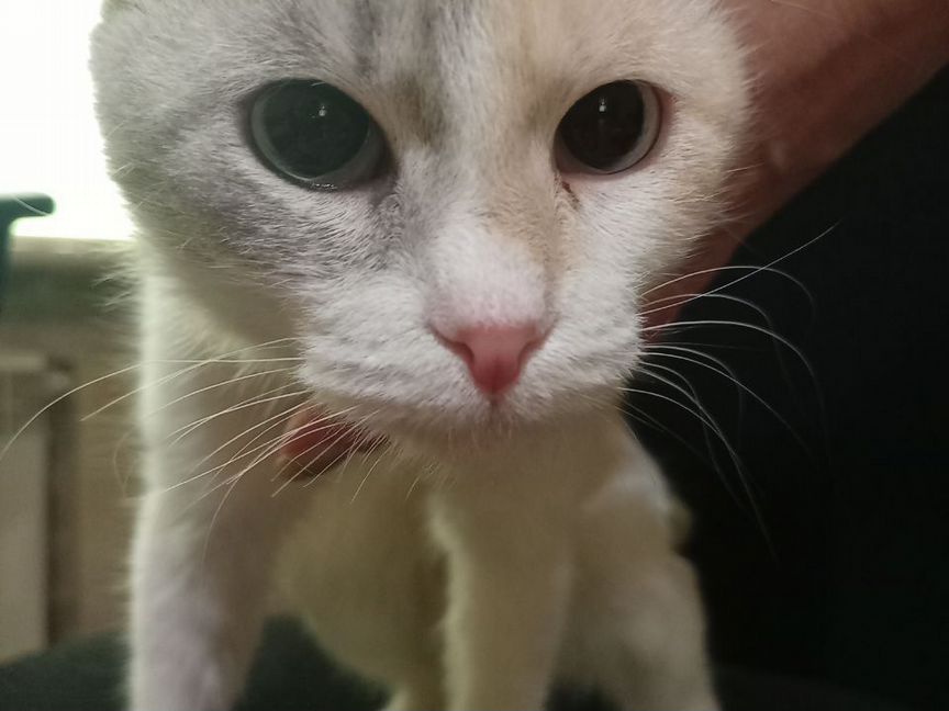 Кошка вислоухая в добрые руки