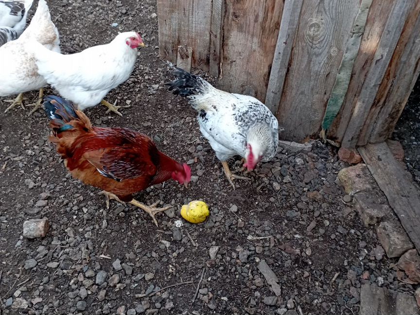 Продам 4 петушка мастер грей и редбро